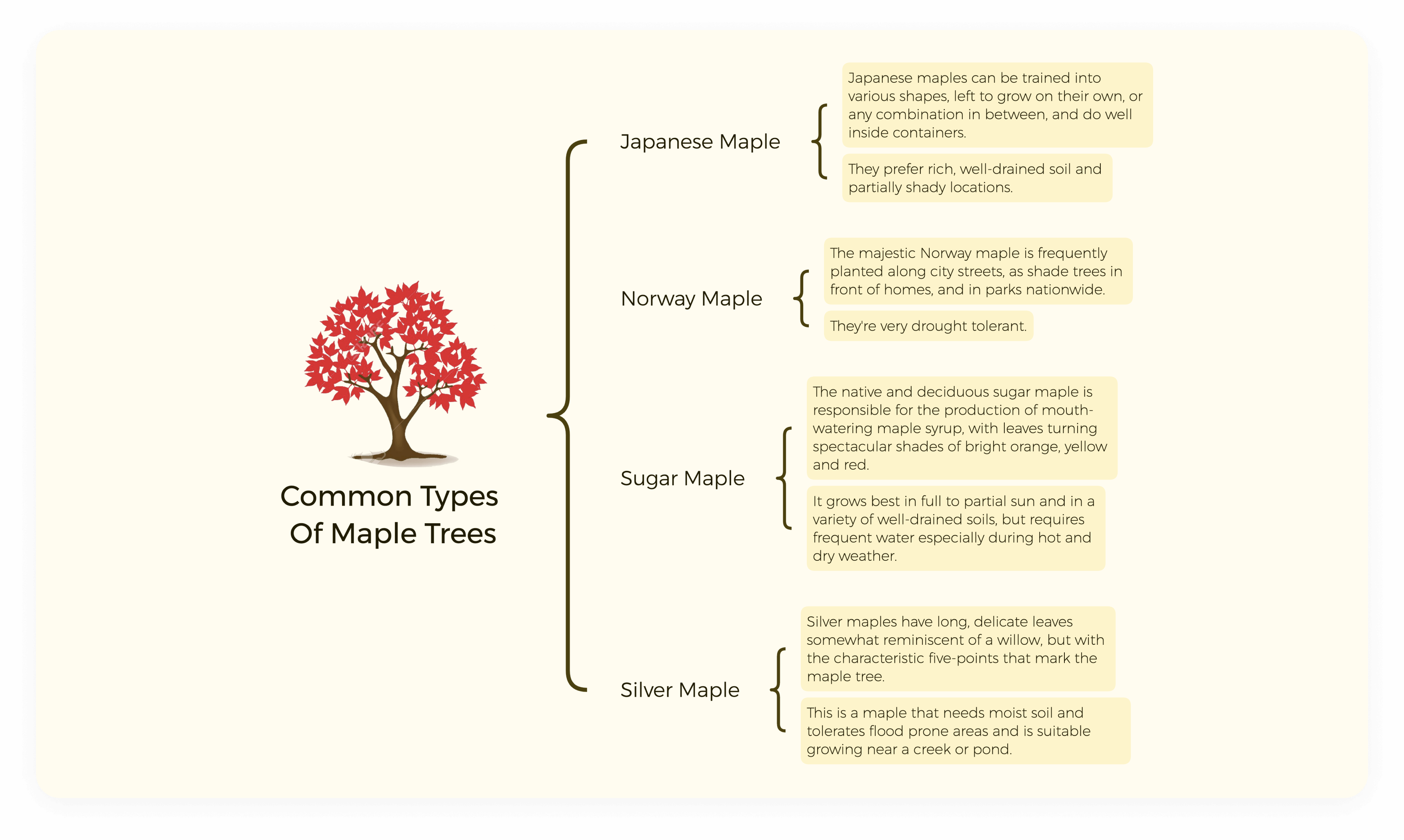 Xmind Mind Mapping Software